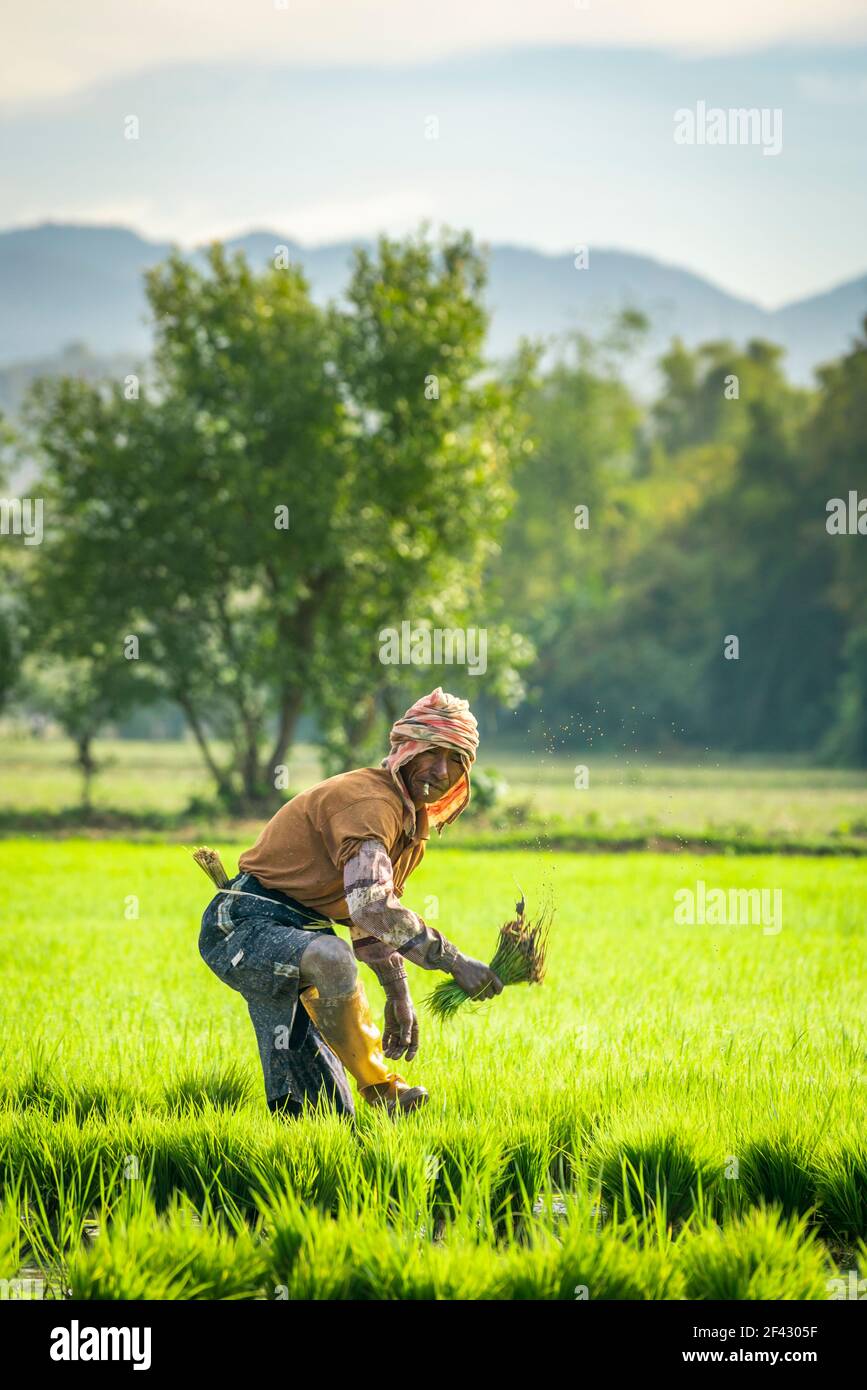 Farmer rice field hi-res stock photography and images - Alamy
