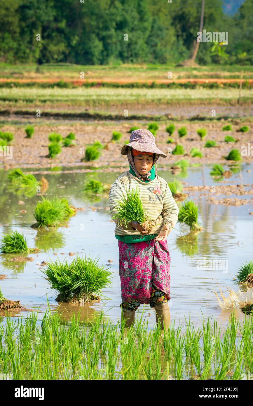 Burmese female labour hi-res stock photography and images - Alamy