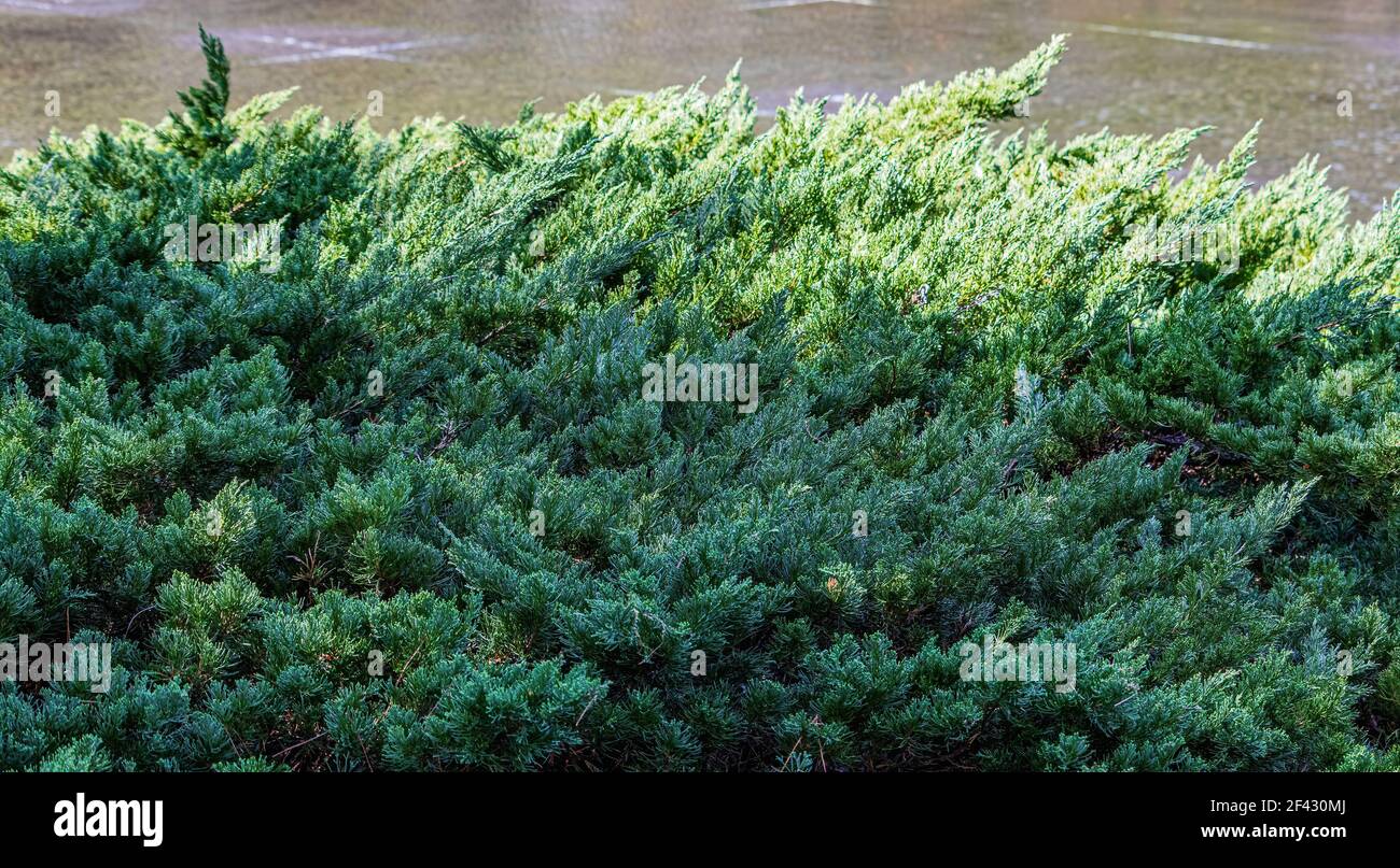 A low growing fern appears to mimic the pond behind it, with its ...