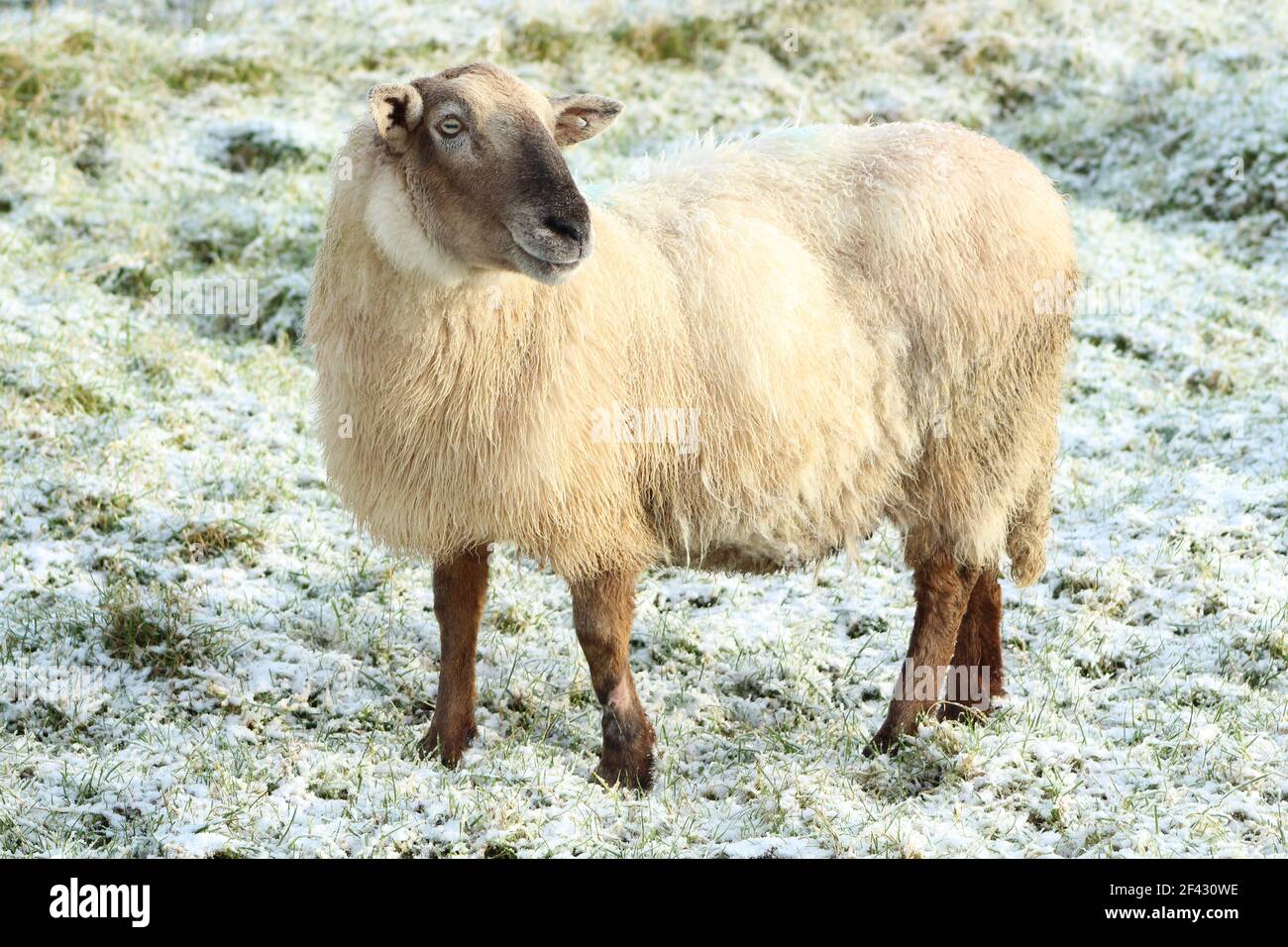 Sheep in snowy field hi-res stock photography and images - Alamy