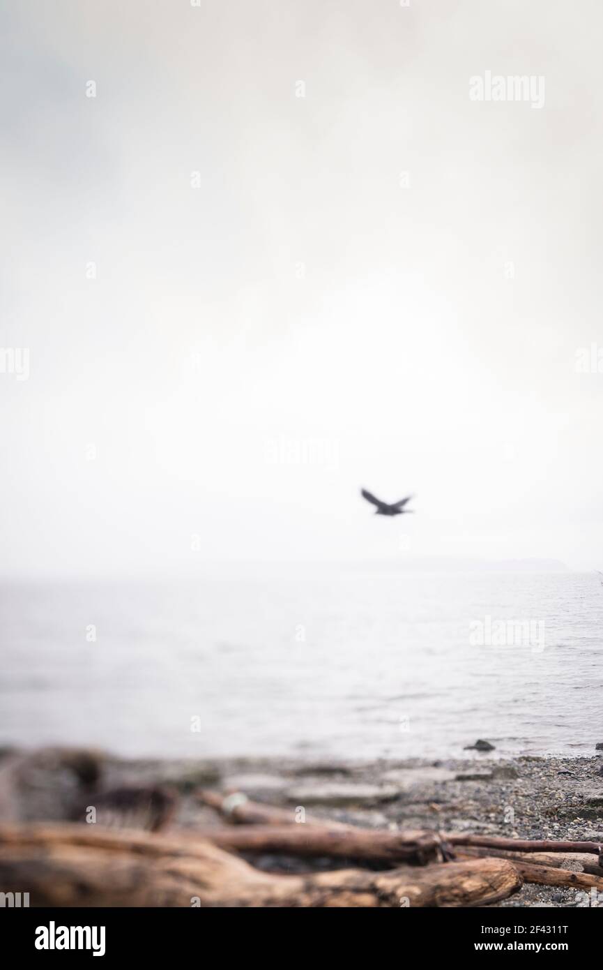 Pacific northwest bird hi-res stock photography and images - Alamy