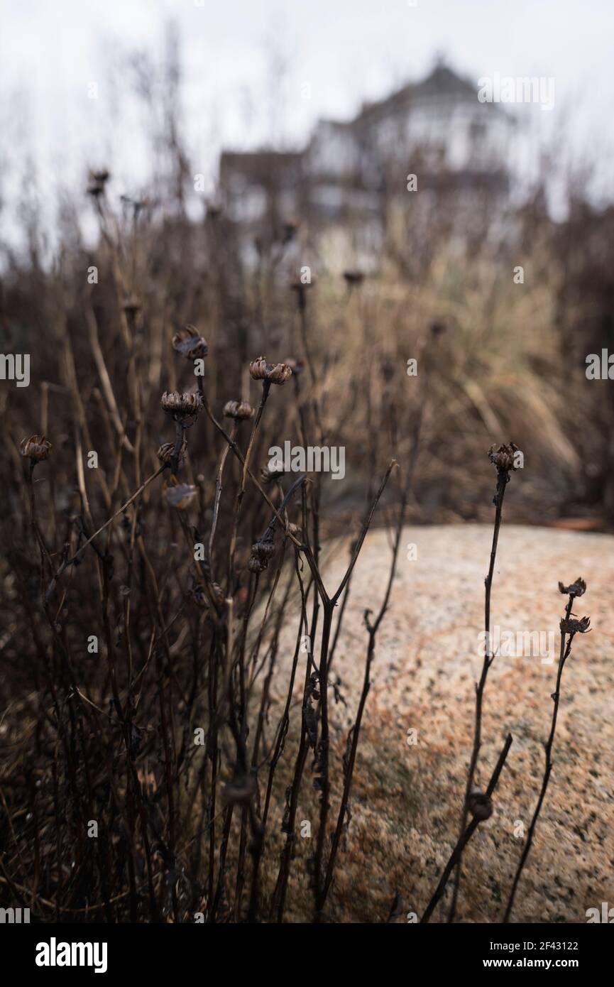 Dead flower stems hi-res stock photography and images - Alamy