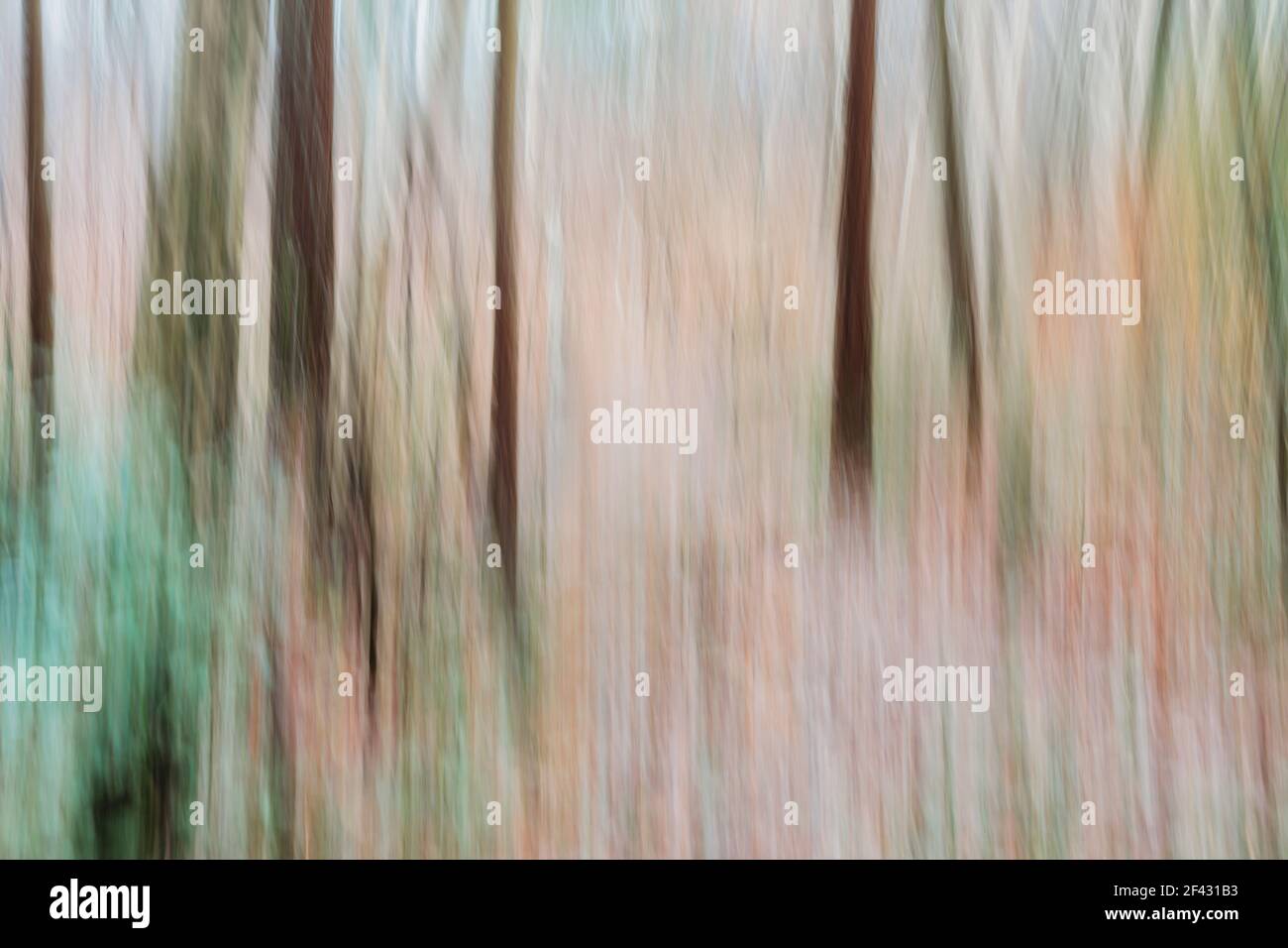 Abstract view of path through trees with intentional camera movement ...