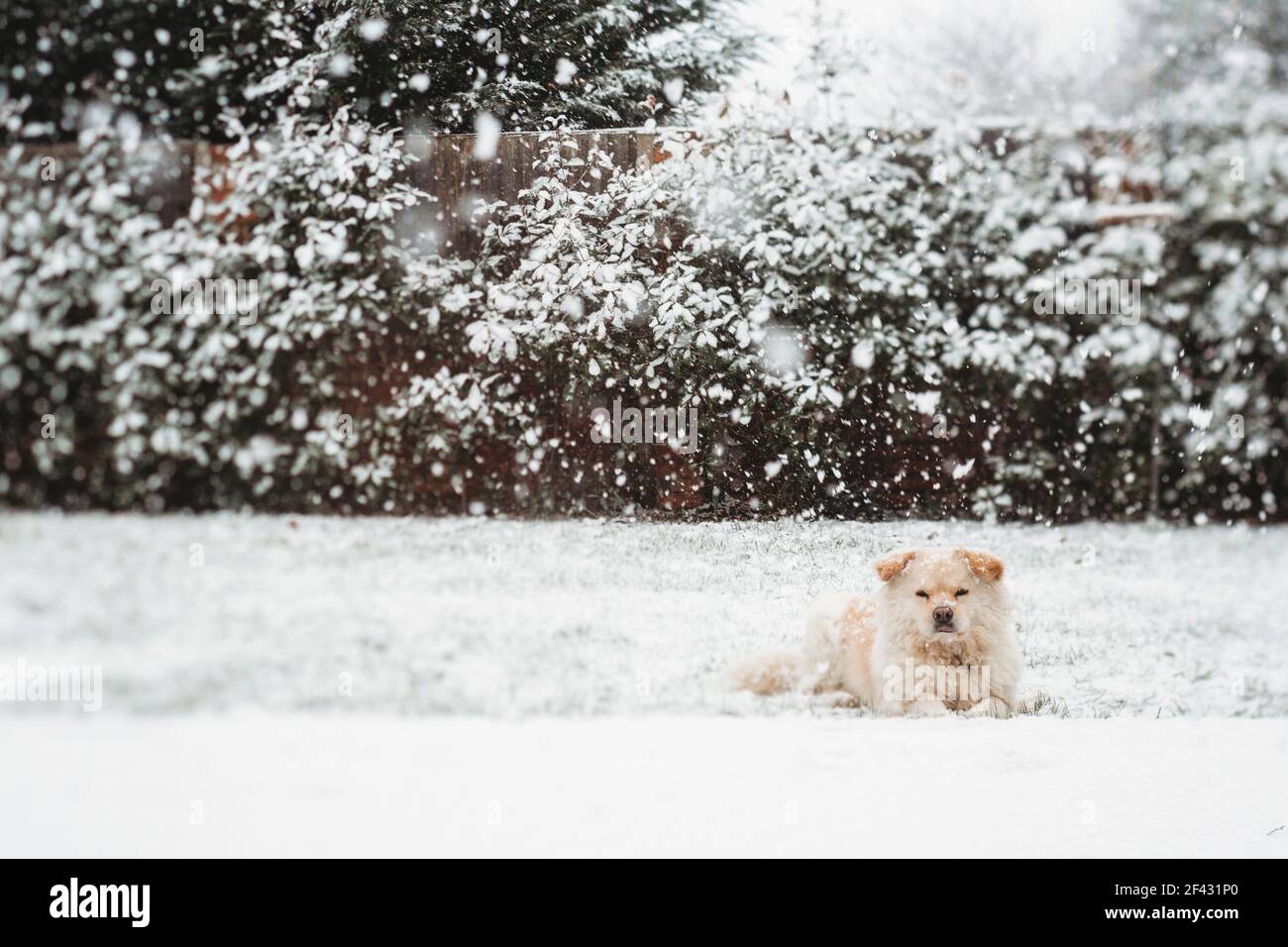 Cute dog lying down in snow in backyard Stock Photo - Alamy