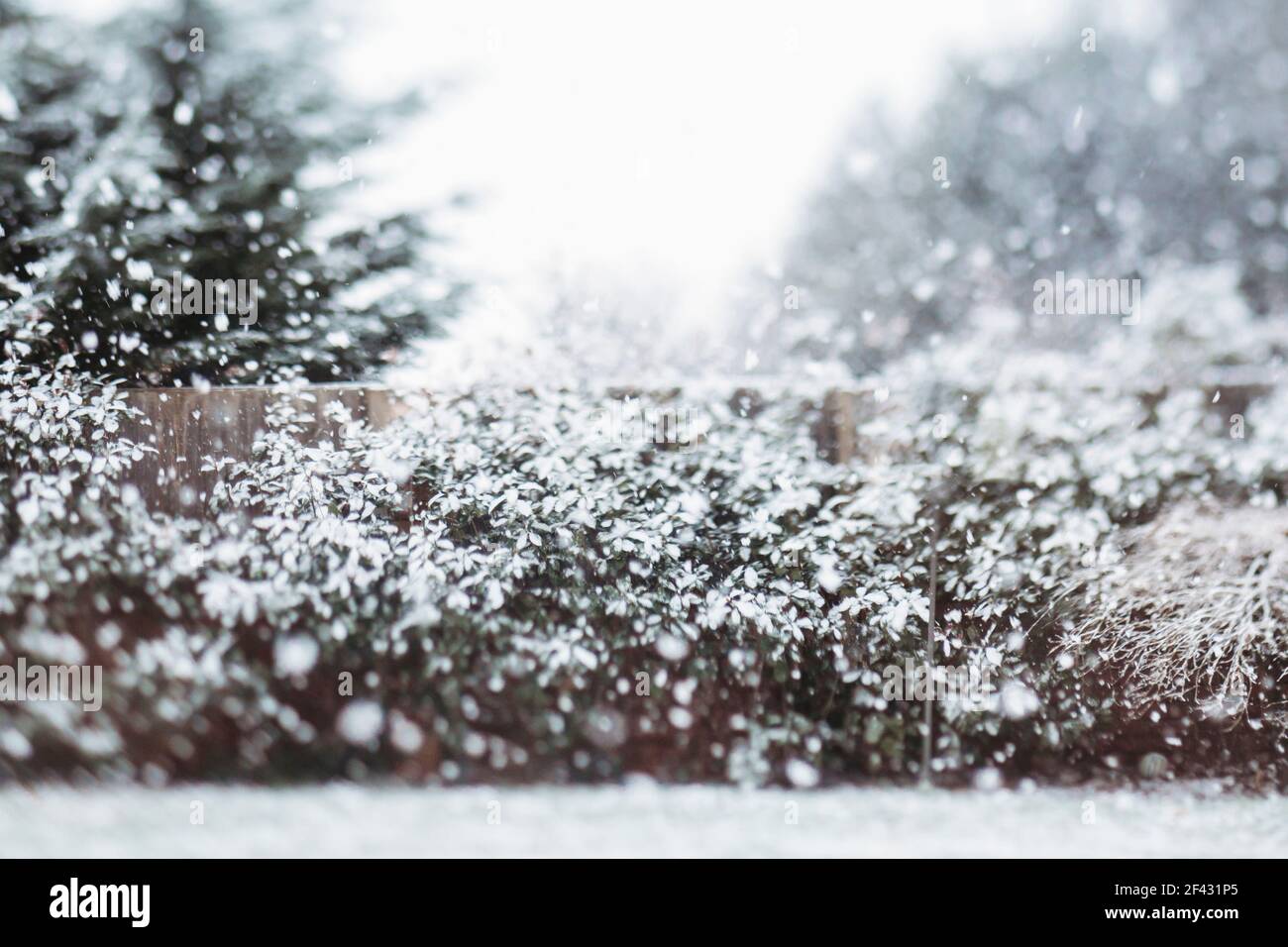 Snow falling in backyard against backdrop of trees Stock Photo - Alamy