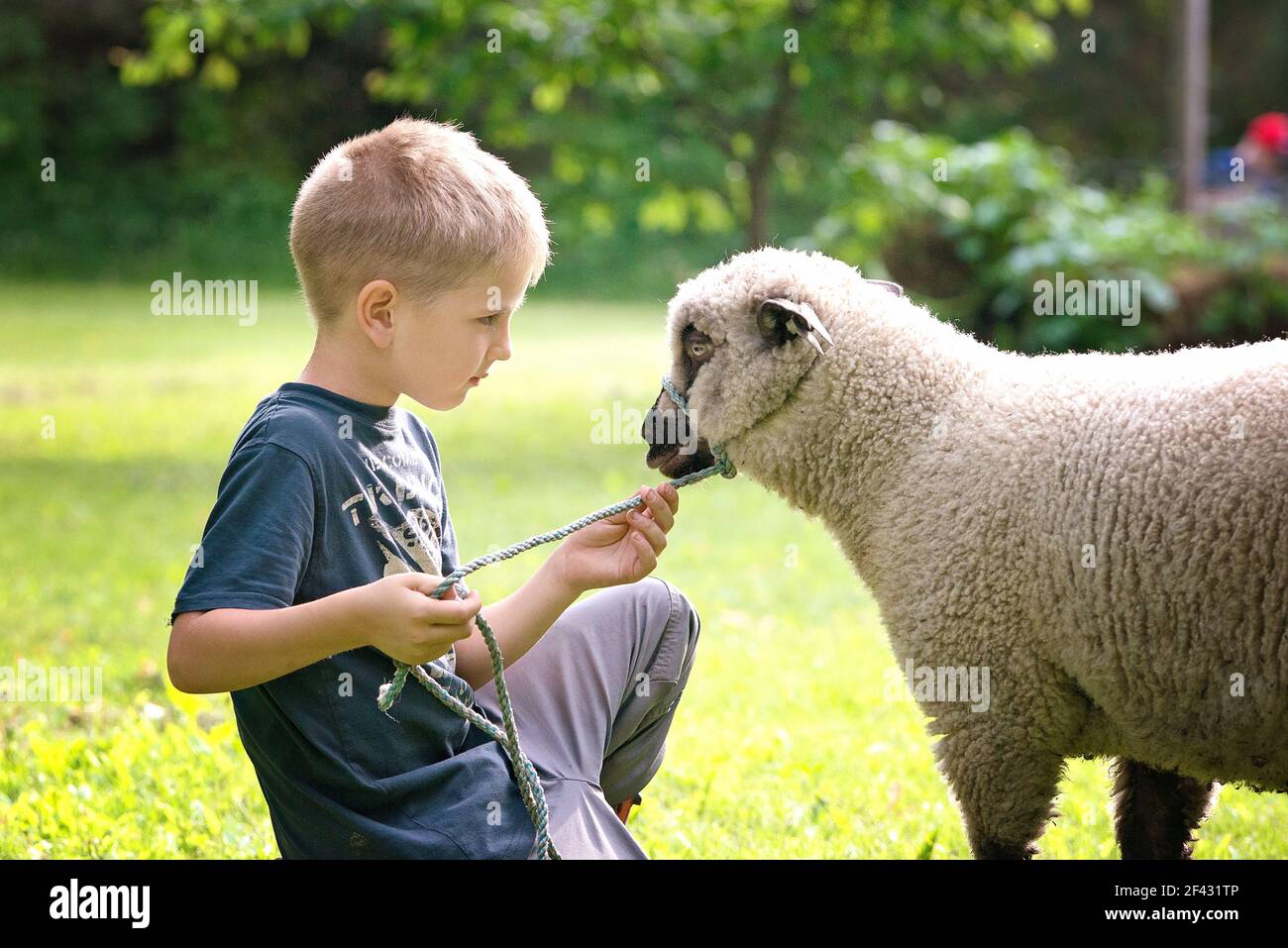 Cute little blond boy with a lamb outdoors Stock Photo - Alamy