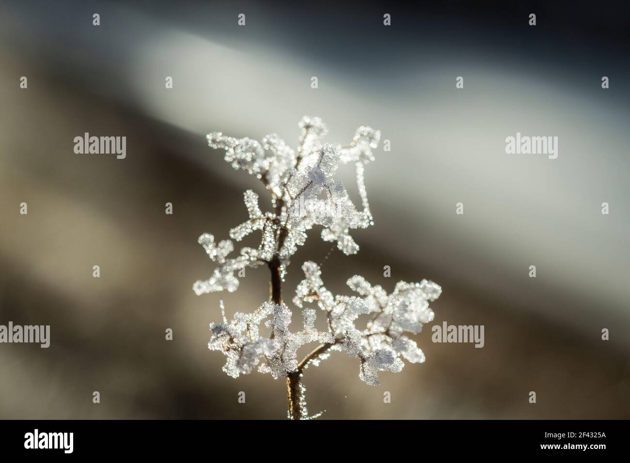Tree branch covered in a beautiful frost lit by sun Stock Photo - Alamy