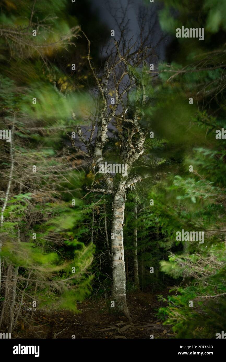 Leaves sway in the wind hi-res stock photography and images - Alamy