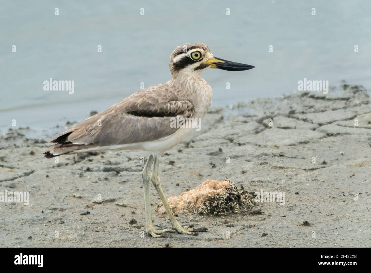 great stone-curlew or great thick-knee, Esacus recurvirostris, adult ...