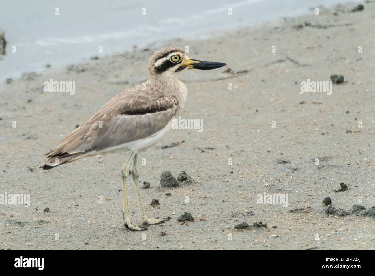 great stone-curlew or great thick-knee, Esacus recurvirostris, adult ...