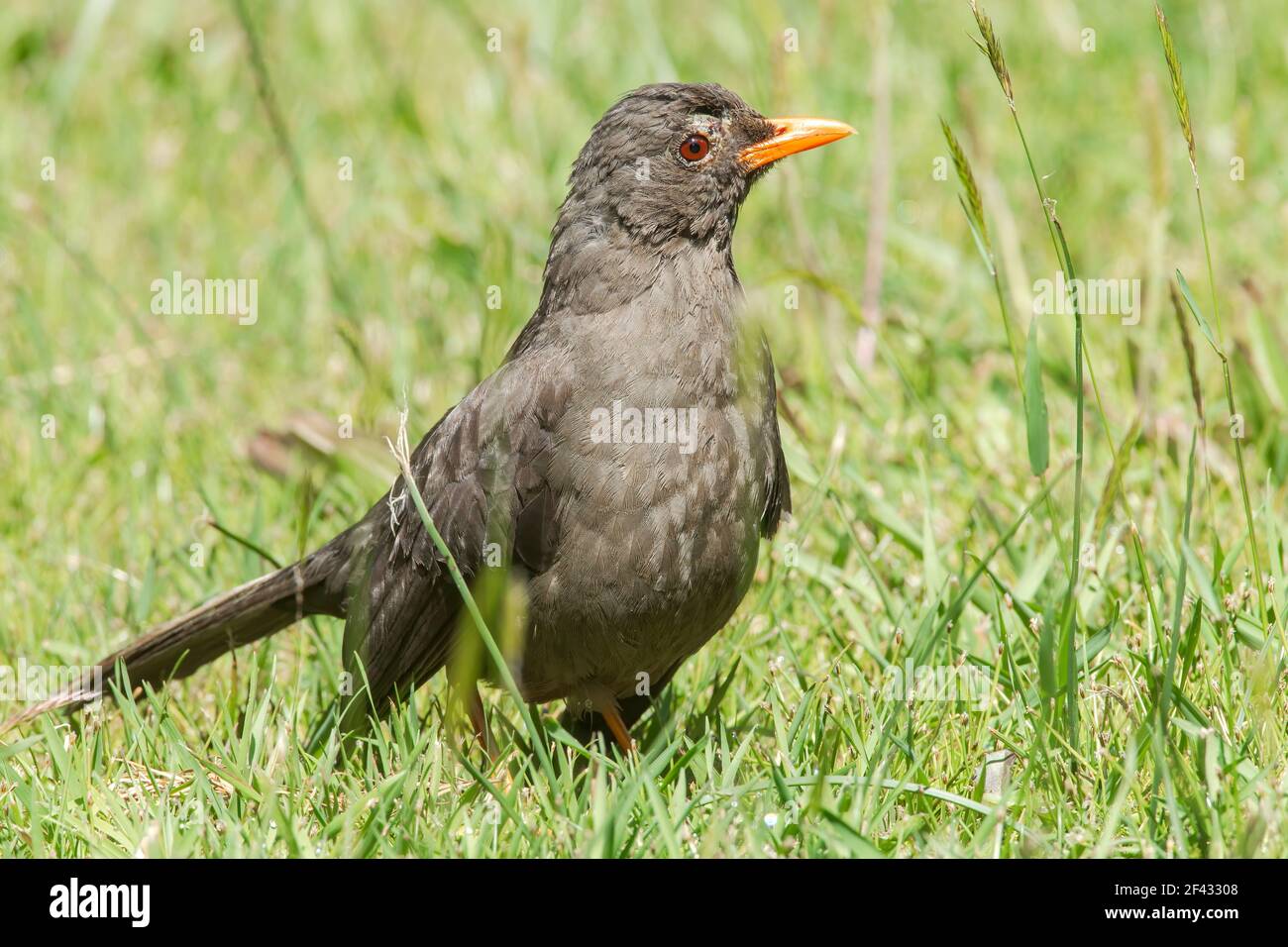 great thrush, Turdus fuscater, adult perched on ground, Ecuador Stock ...
