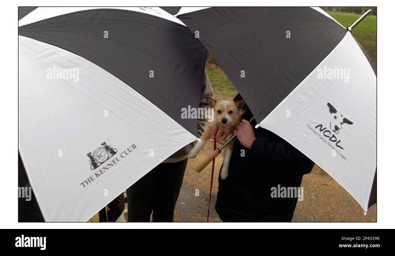 Birmingham national dog show Cut Out Stock Images & Pictures - Alamy