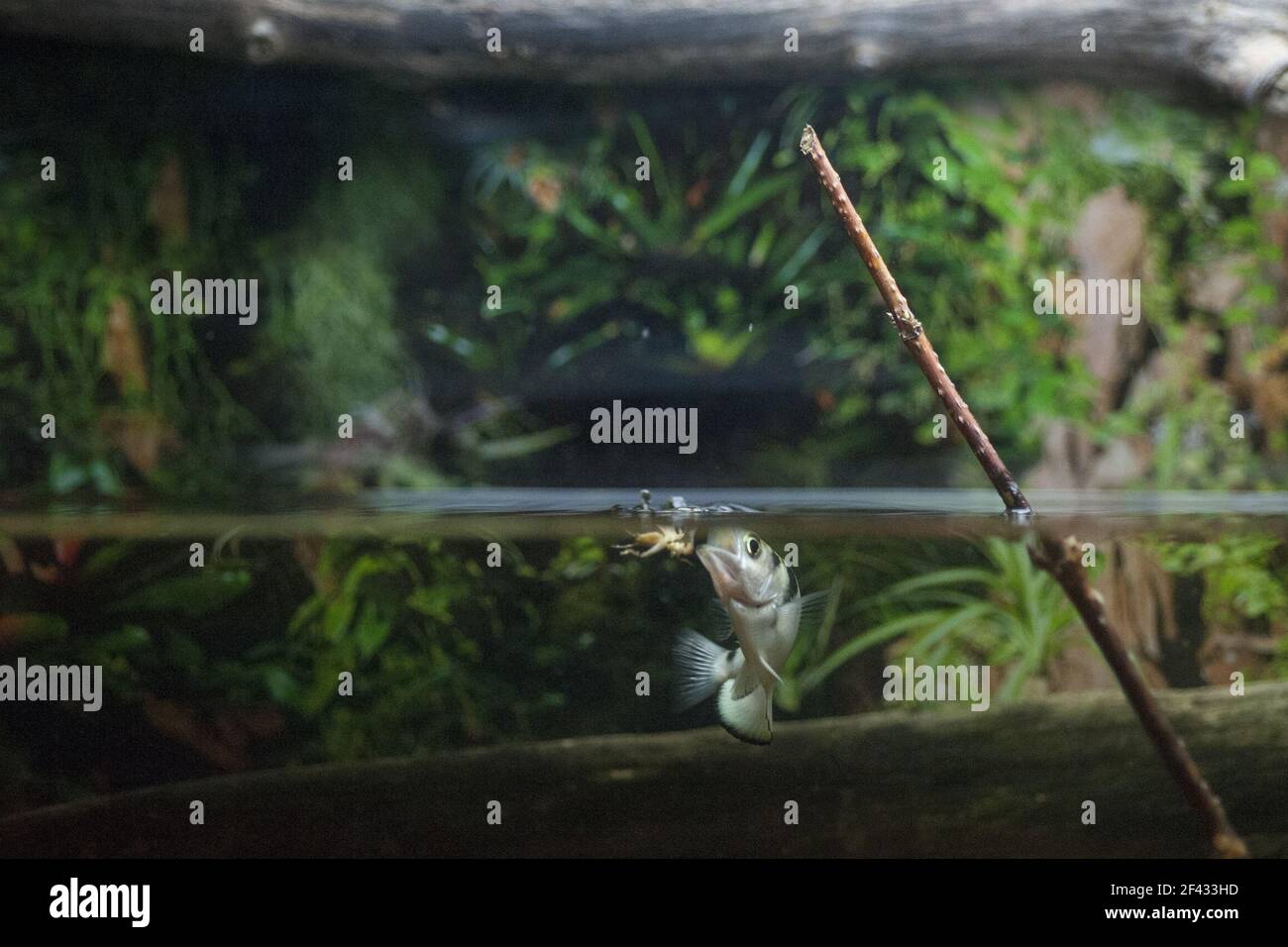 Archer fish shooting hi-res stock photography and images - Alamy