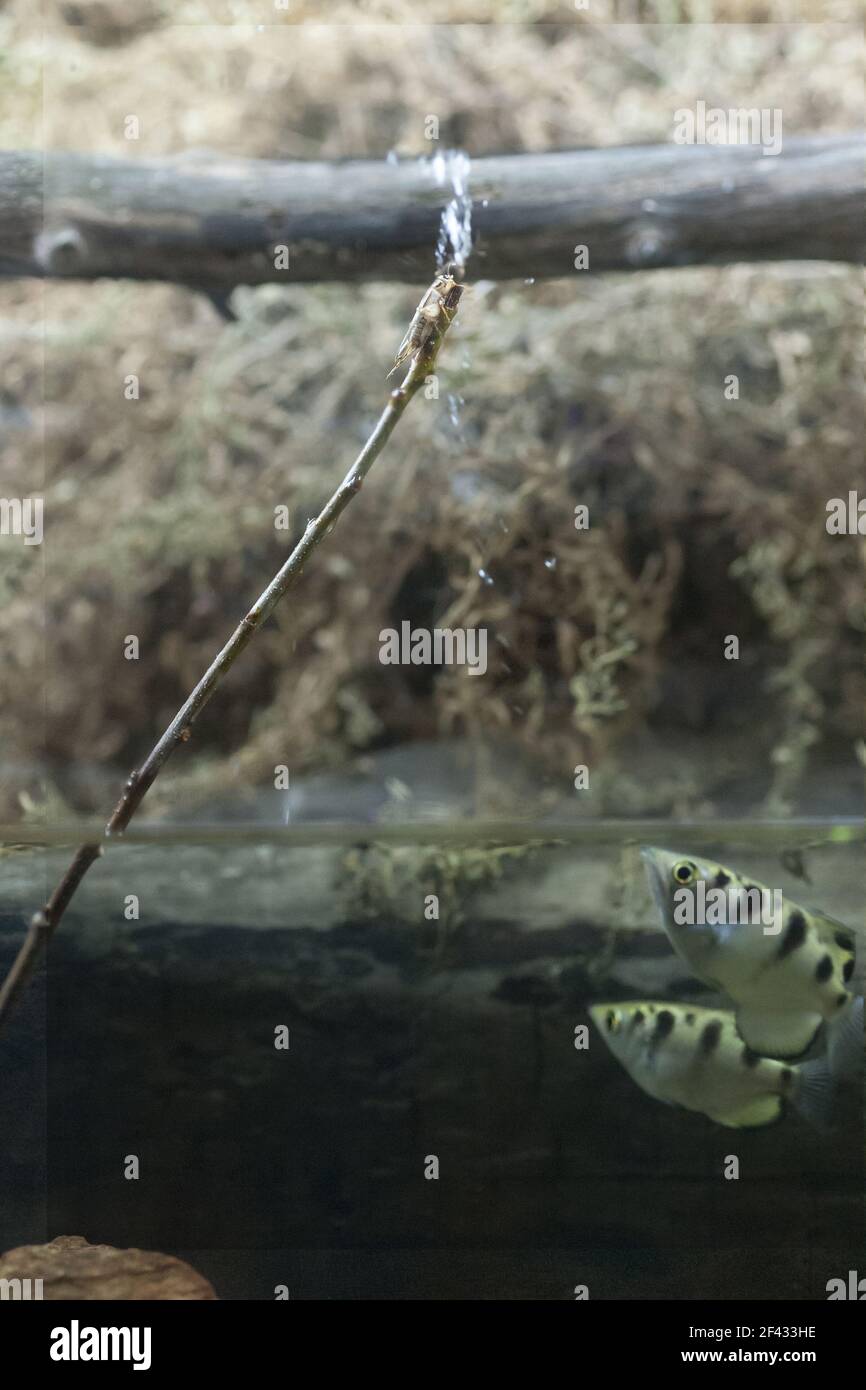 Archer fish shooting hi-res stock photography and images - Alamy