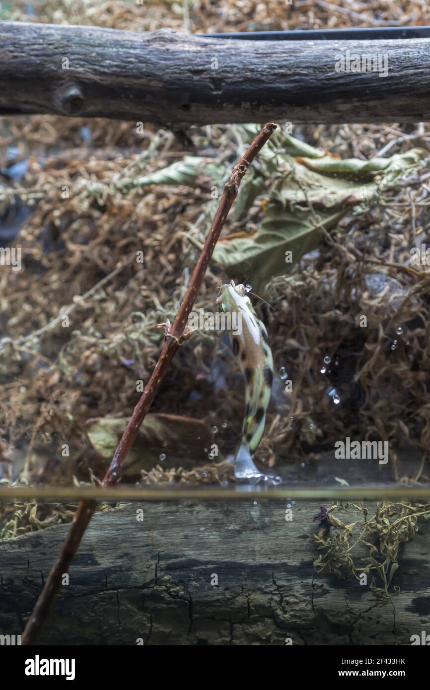 Archer fish shooting hi-res stock photography and images - Alamy