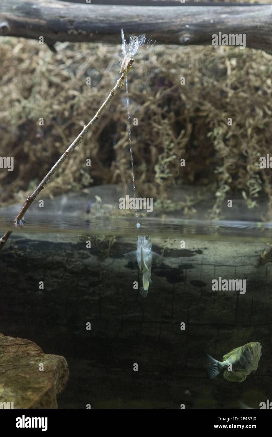 Water archer hi-res stock photography and images - Alamy