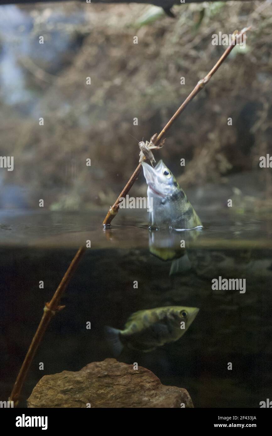 A vertical shot of an archer fish attacking an insect Stock Photo - Alamy