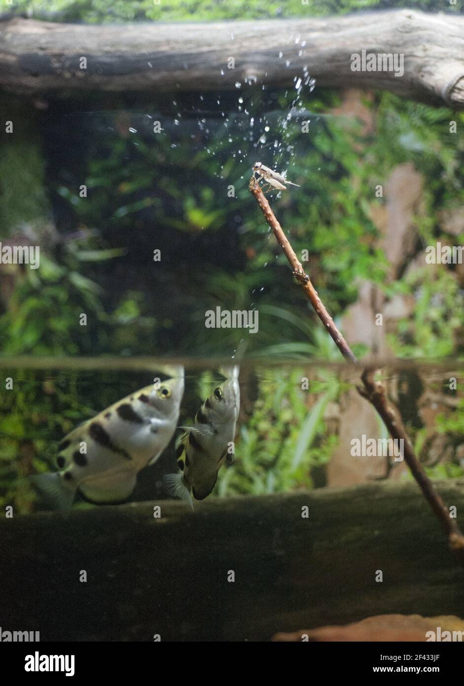 A vertical shot of an archer fish shooting water and attacking an ...