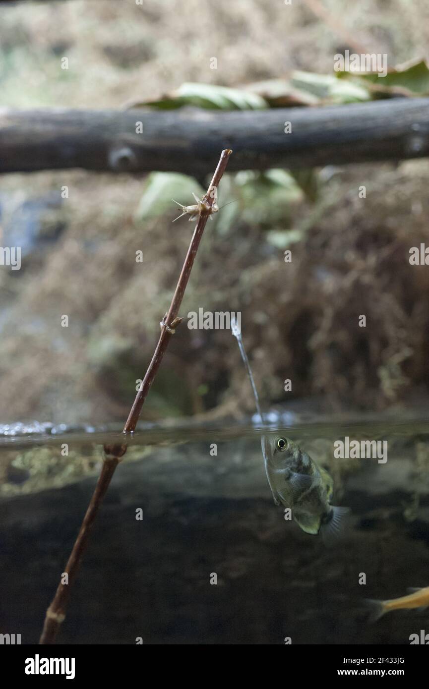 Archer fish shooting hi-res stock photography and images - Alamy