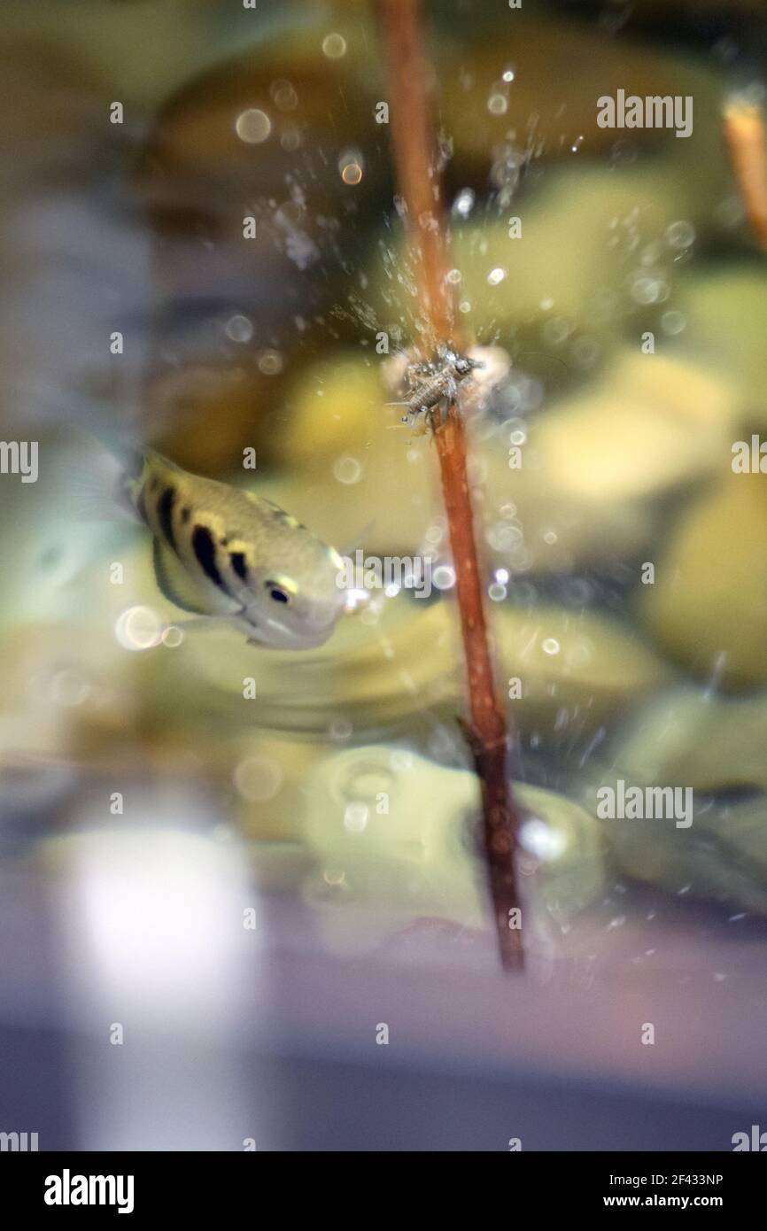 Archer fish shooting hi-res stock photography and images - Alamy