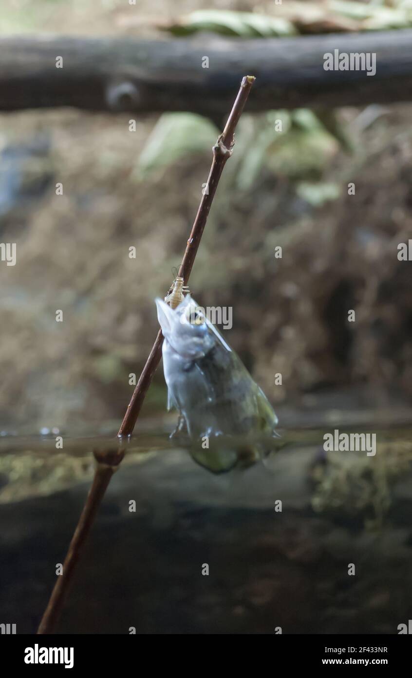 Archer fish shooting hi-res stock photography and images - Alamy