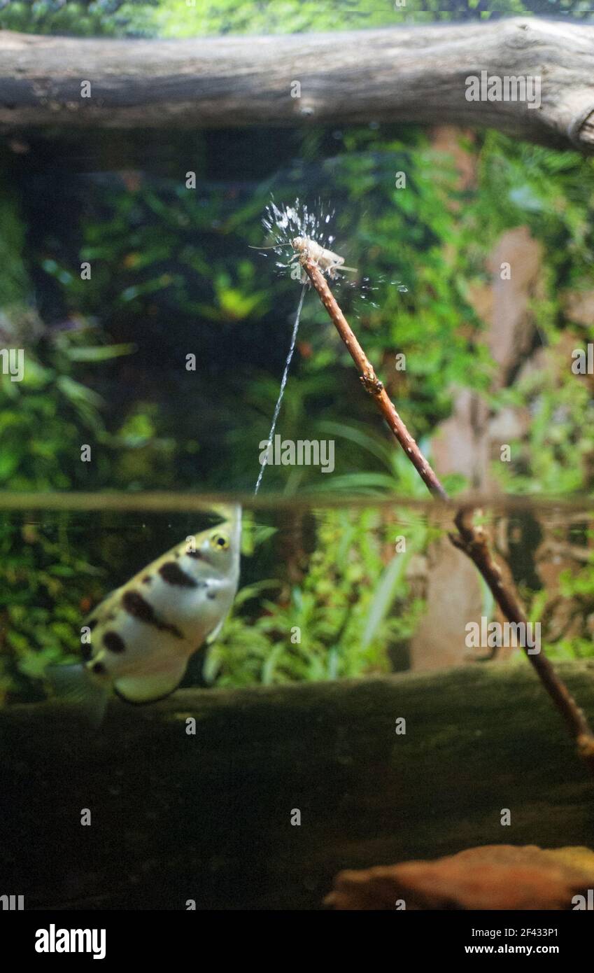 A vertical shot of an archer fish shooting water and attacking an ...