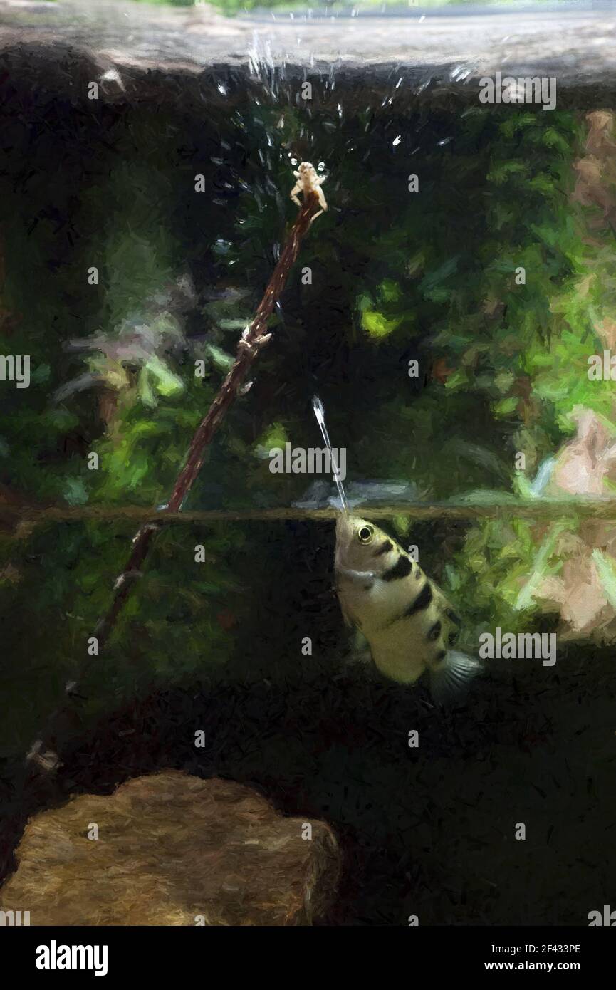 A vertical shot of an archer fish shooting water and attacking an ...