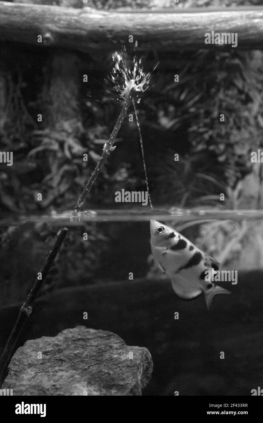 A vertical grayscale shot of an archer fish shooting water and ...
