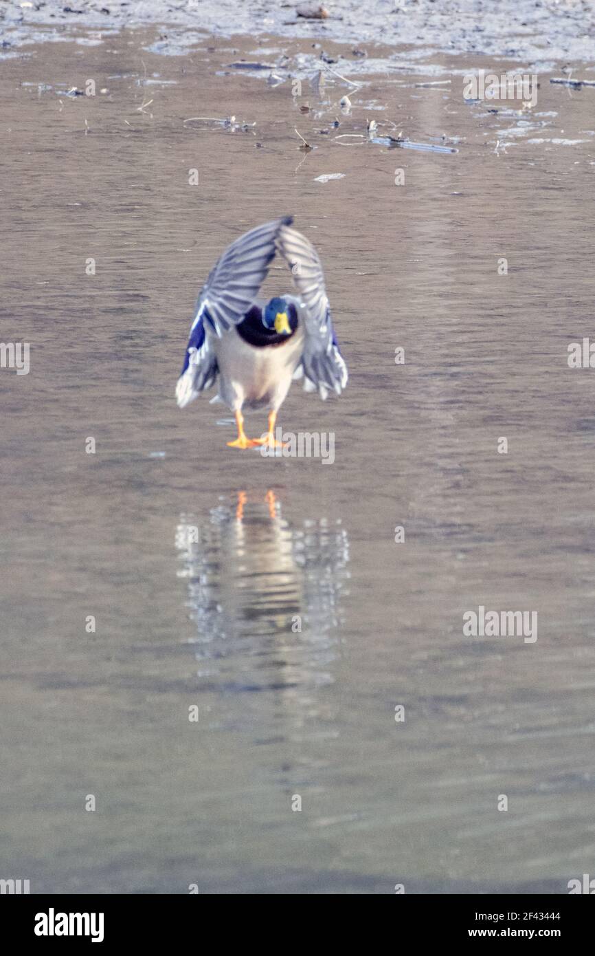 A vertical shot of a mallard duck flying over a lake Stock Photo - Alamy