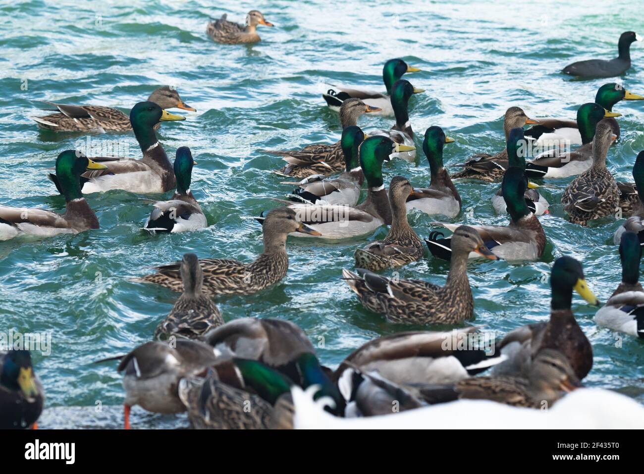 Large group of water birds swimming in pond in city park, beautiful ...