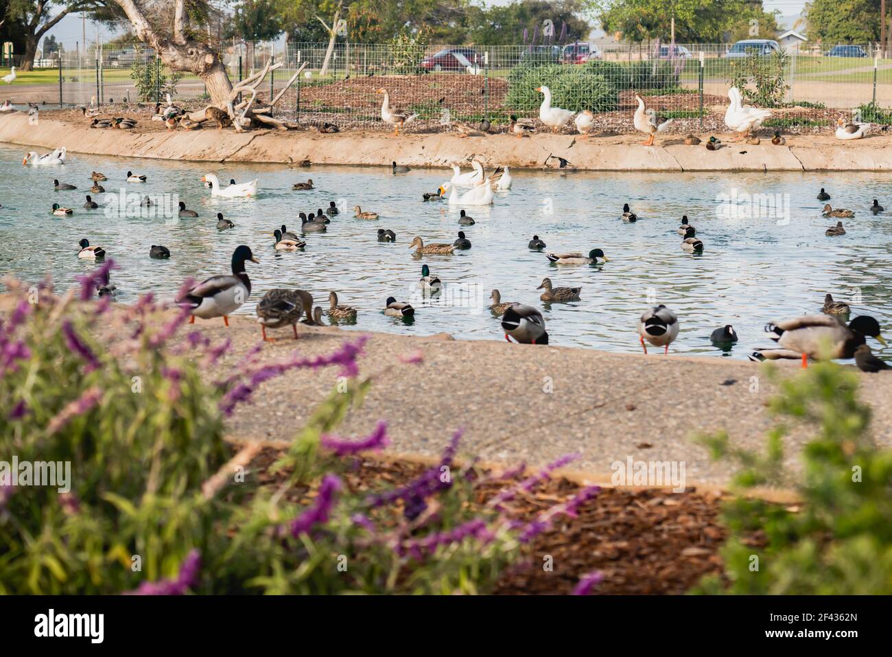 Pond with water birds, geese and ducks, in city park. Large group of ...