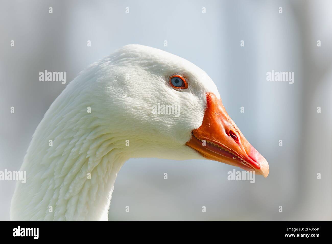 Blue eyed white goose close up portrait, soft blue background, copy ...