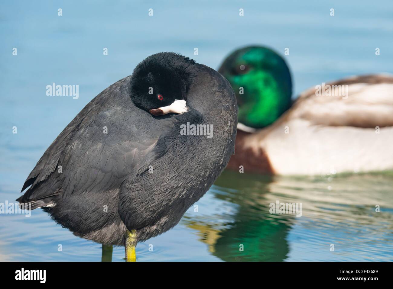 The American coot, also known as a mud hen or pouldeau, close up ...