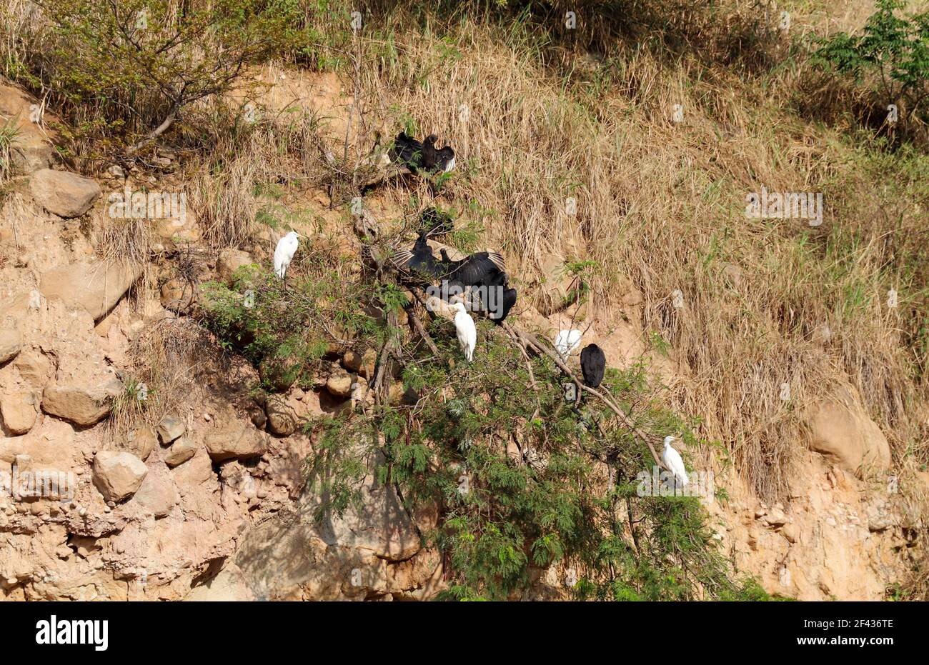 A group of black vulture birds on a rocky cliff captured on a sunny day ...