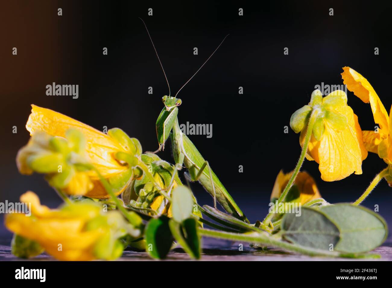 Mantis on Flowers Stock Photo - Alamy