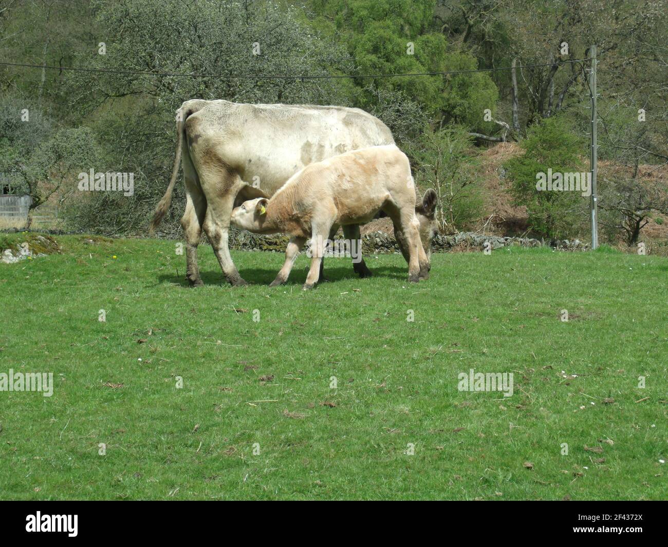 A beautiful sht of a mother cow grazing on a green field and her child ...