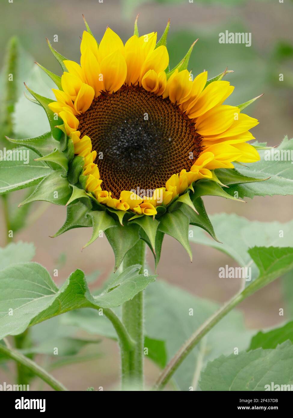 An American Giant Sunflower Blossoming Before the Camera Stock Photo ...
