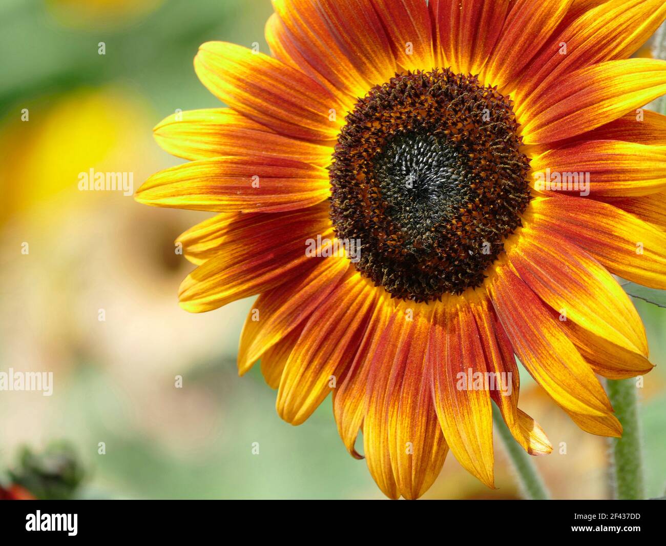 Photos of little becka sunflowers hi-res stock photography and images ...