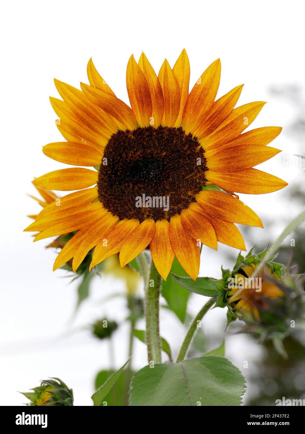 Photos of tall sunflowers hi-res stock photography and images - Alamy