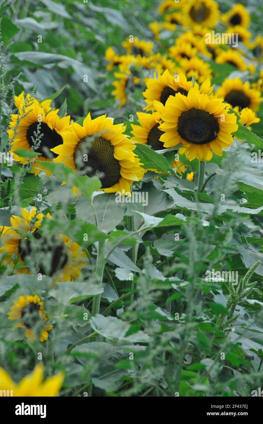 Giant Yellow Sunflowers in a Row Stock Photo - Alamy
