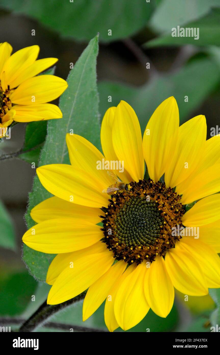Suntastic sunflower hi-res stock photography and images - Alamy