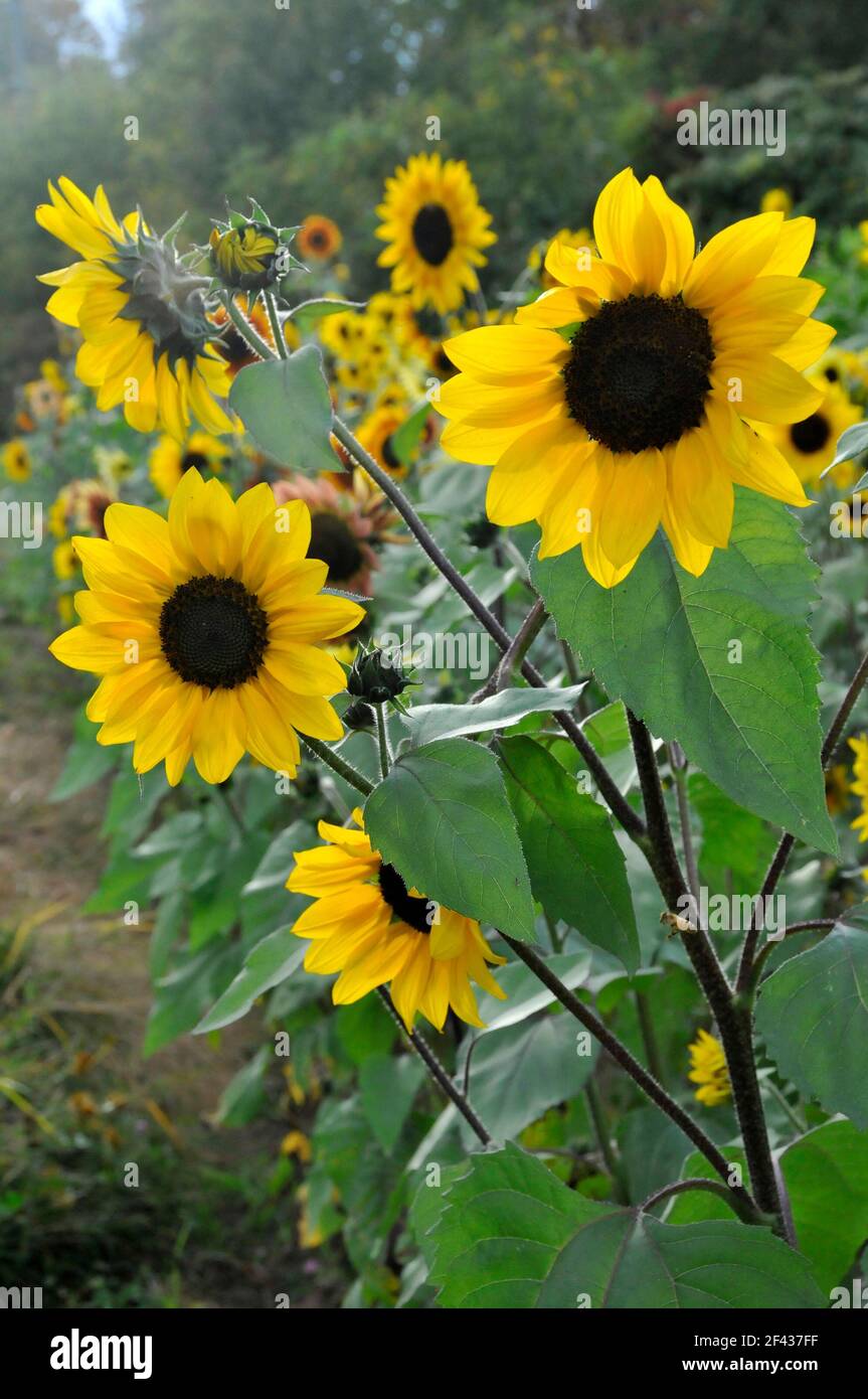 Suntastic sunflower hi-res stock photography and images - Alamy