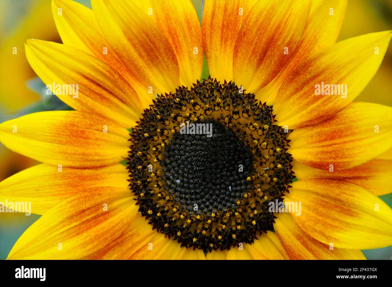 One Singular Sunflower in a Striking Gradient of Yellow and Orange of ...