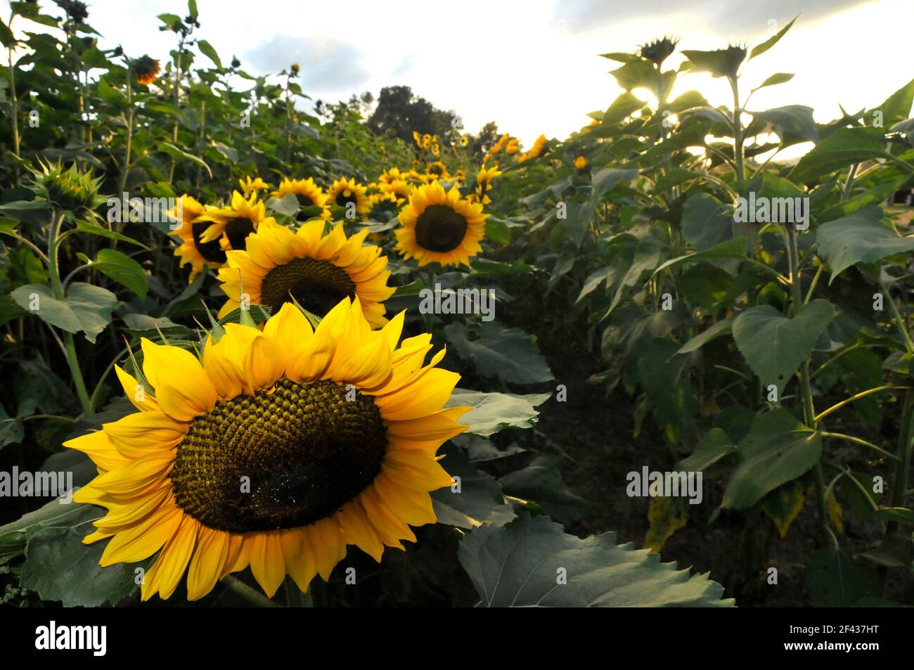 American giant sunflower hi-res stock photography and images - Alamy