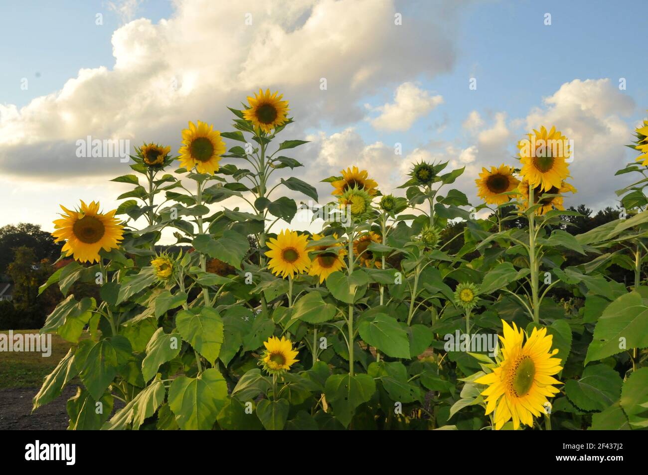Yellow Giant Russian Mammoth Sunflowers on a Farm Standing Tall again ...