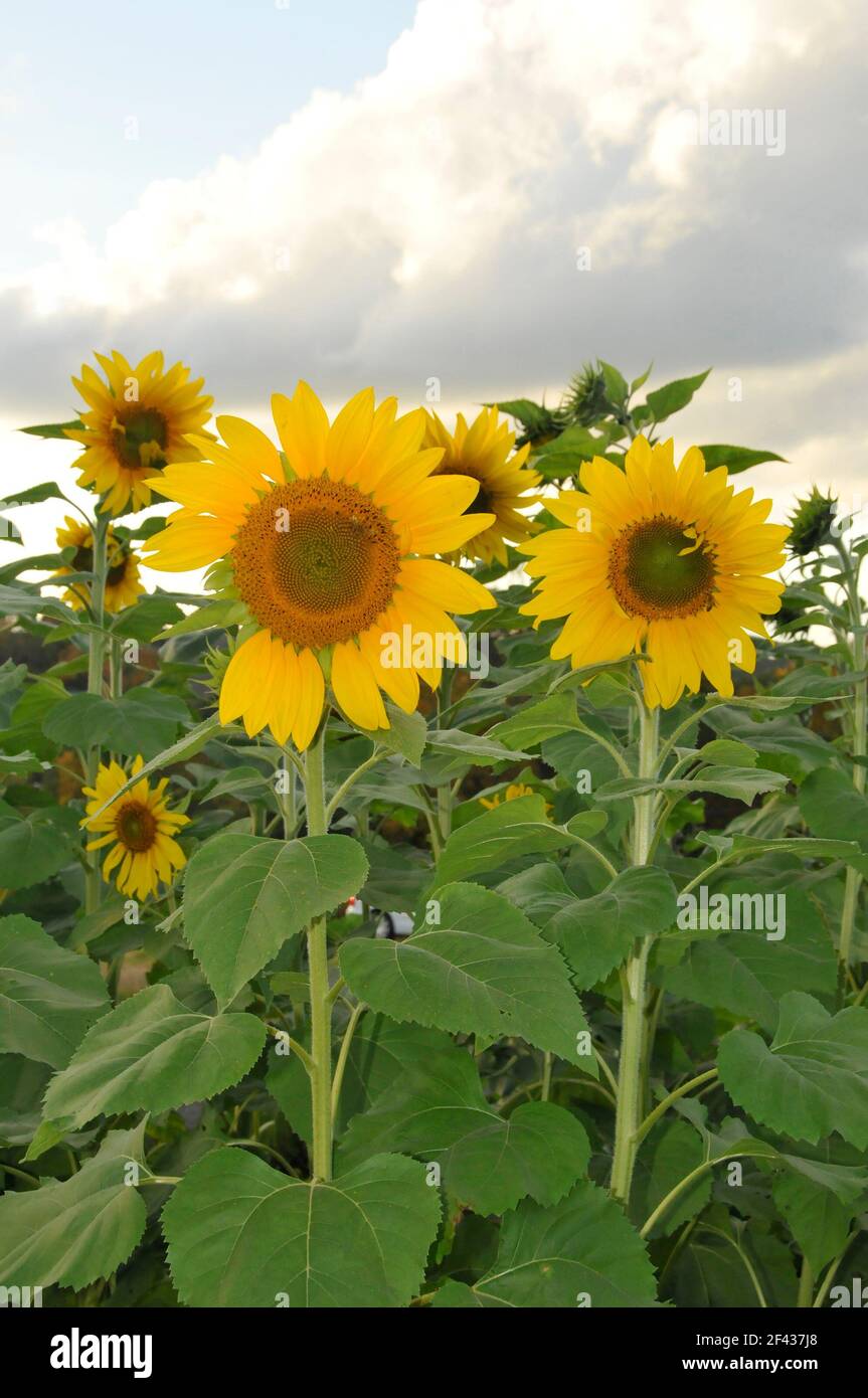 Tall sunflowers hi-res stock photography and images - Alamy