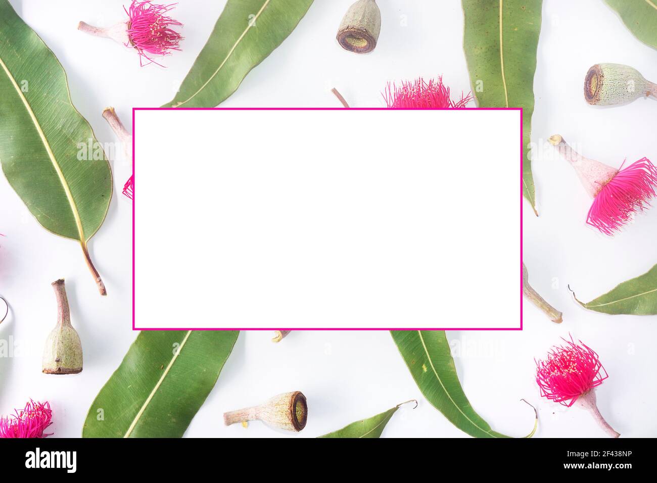 Australian themed border background of scattered gum leaves, gum nuts ...