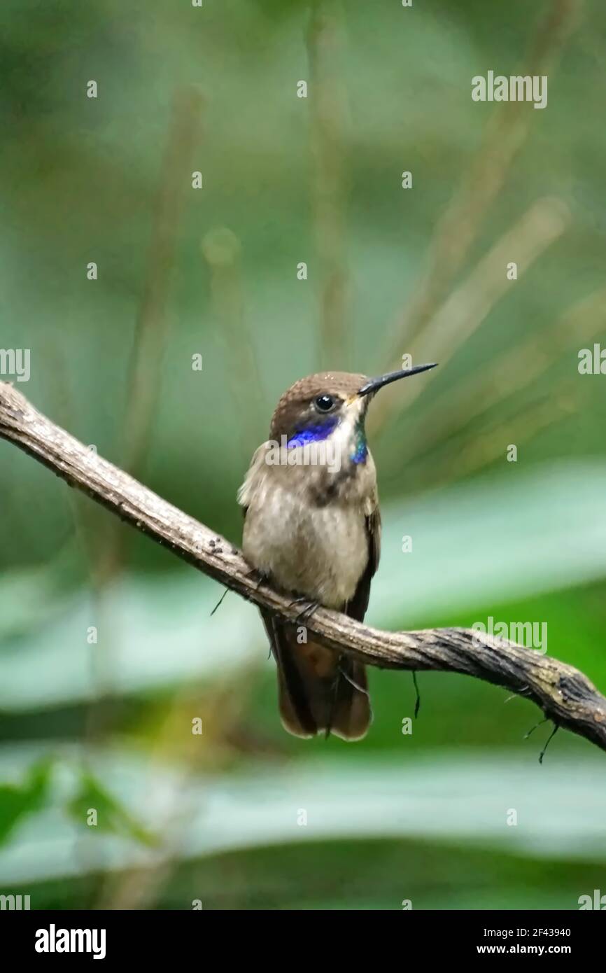 Violetear bird hi-res stock photography and images - Alamy