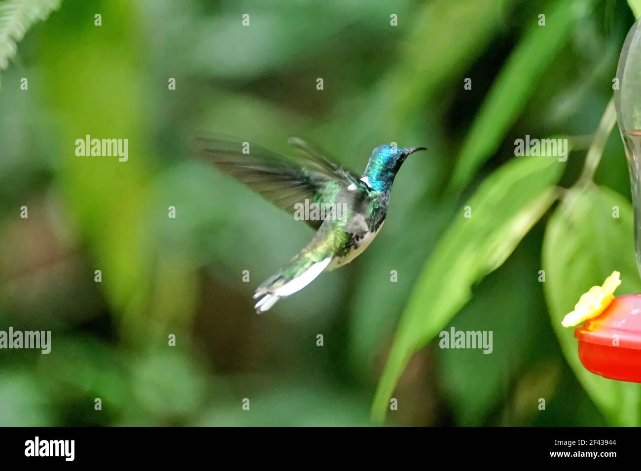 Jacobin bird hi-res stock photography and images - Alamy