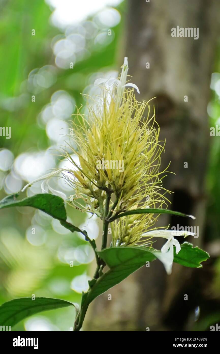Fuzzy white flower in a garden in Mindo, Ecuador Stock Photo - Alamy